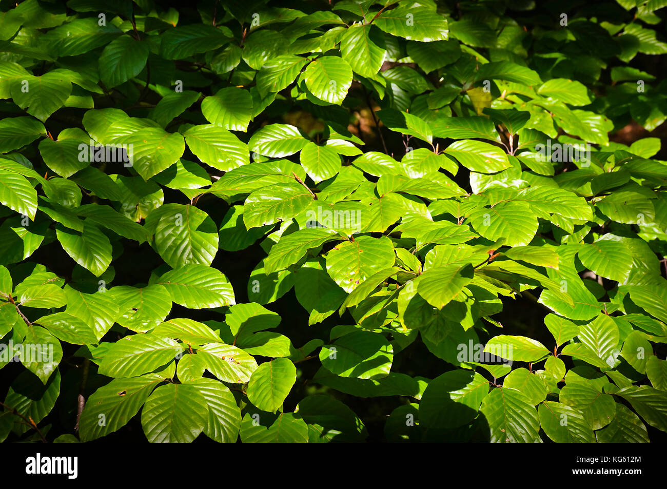 Thicket spring beech twigs and leaves. Background Stock Photo - Alamy