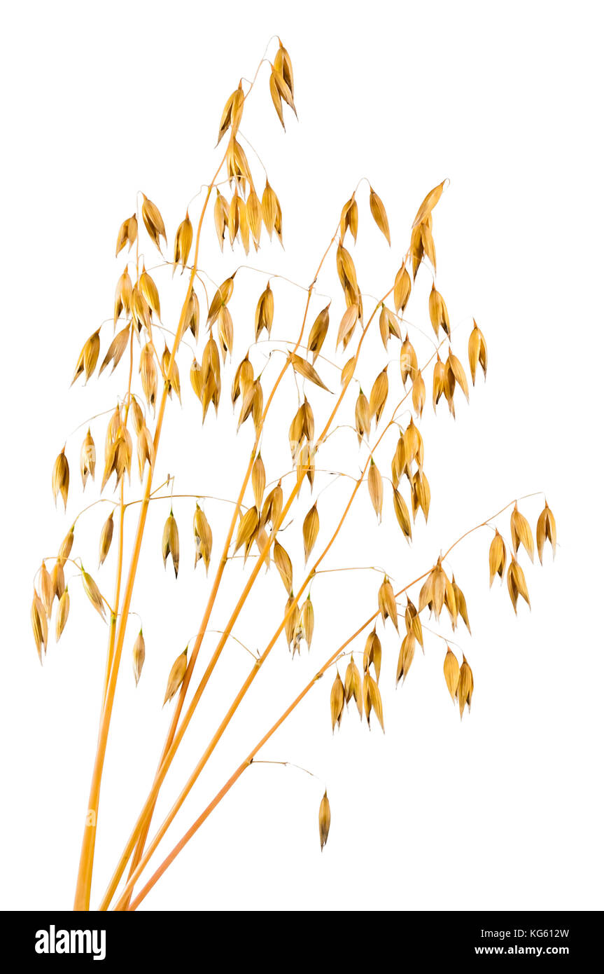 Bouquet of several oat twigs on a white background Stock Photo - Alamy