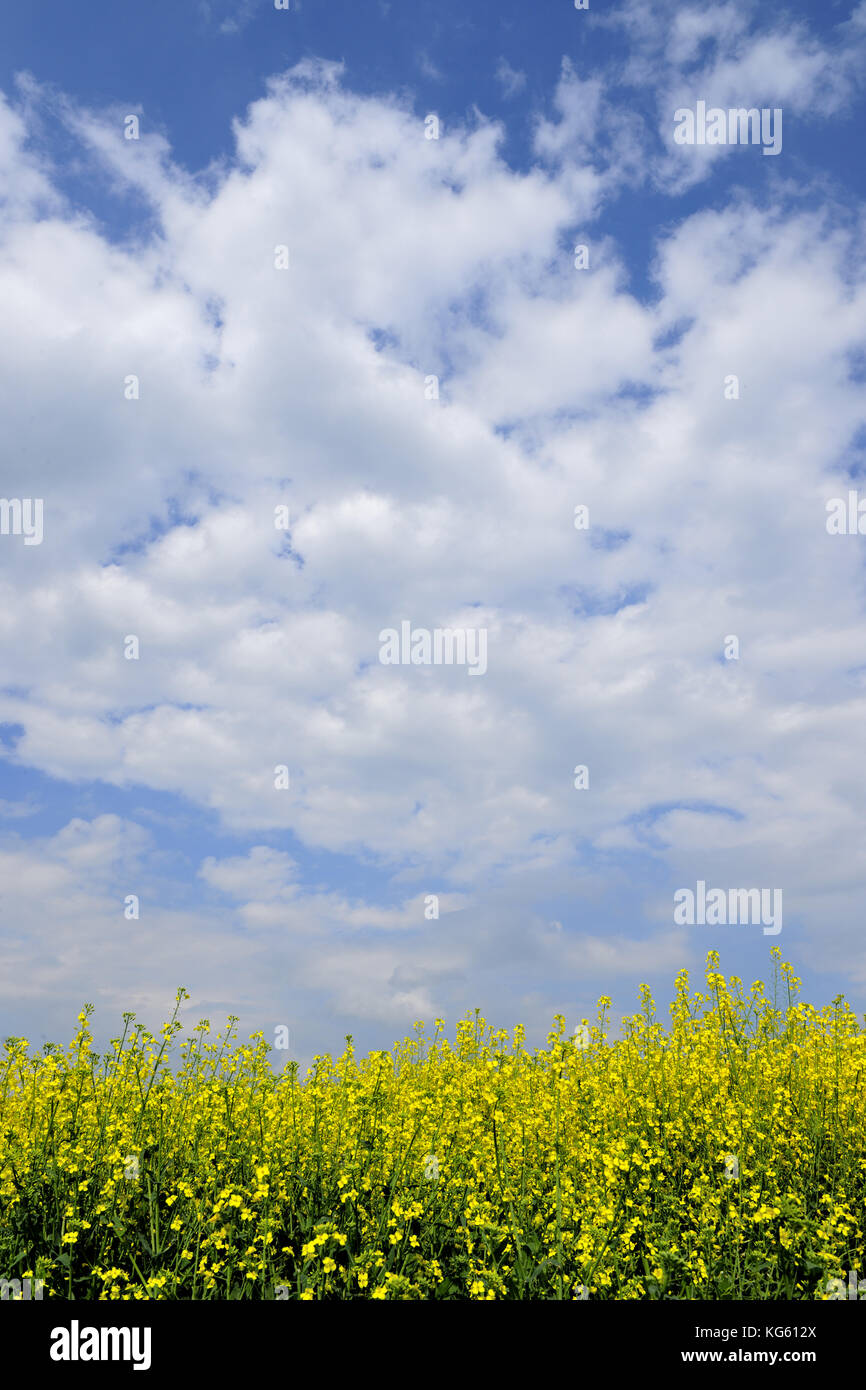 country, landscape, nature, spring, poland, europe, p Stock Photo - Alamy
