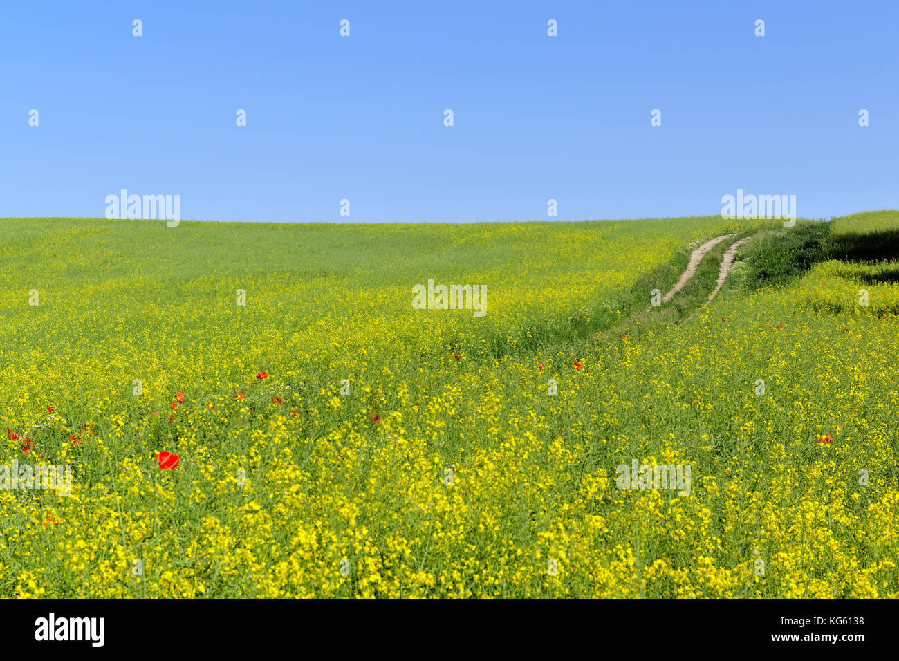 country, landscape, nature, spring, poland, europe, photo Kazimierz ...