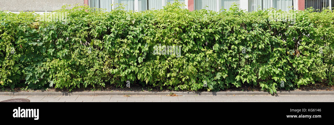 A long hedge row of decorative green bushes grows along the sidewalk ...