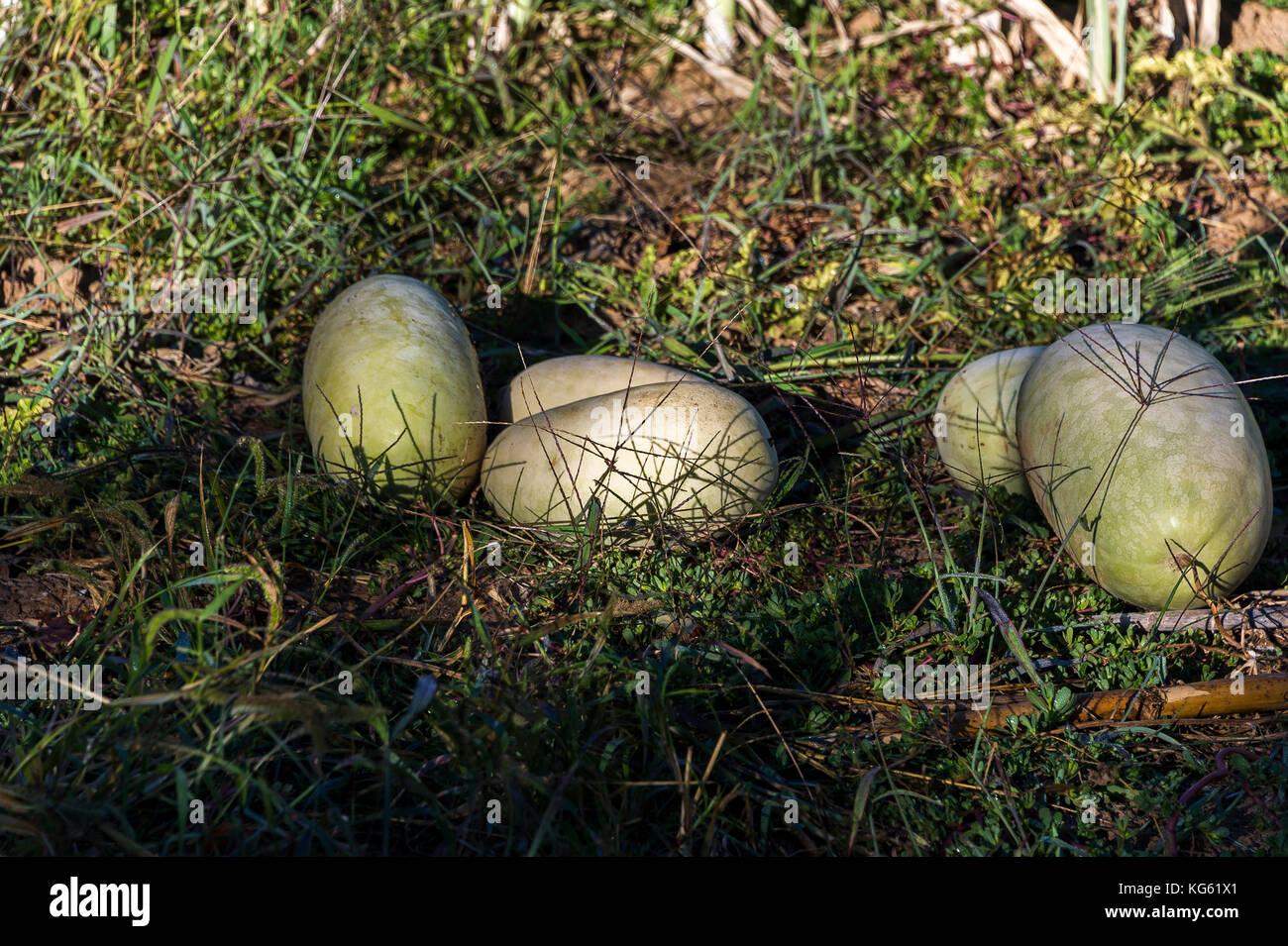 Pasteque High Resolution Stock Photography and Images - Alamy