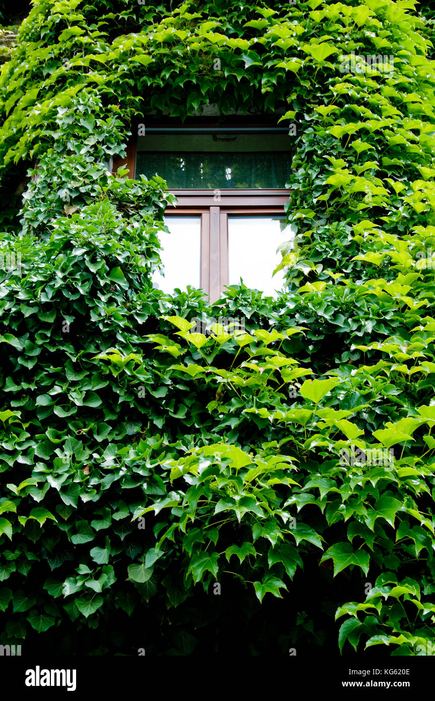 window of a building surrounded by ivy leaves Stock Photo - Alamy
