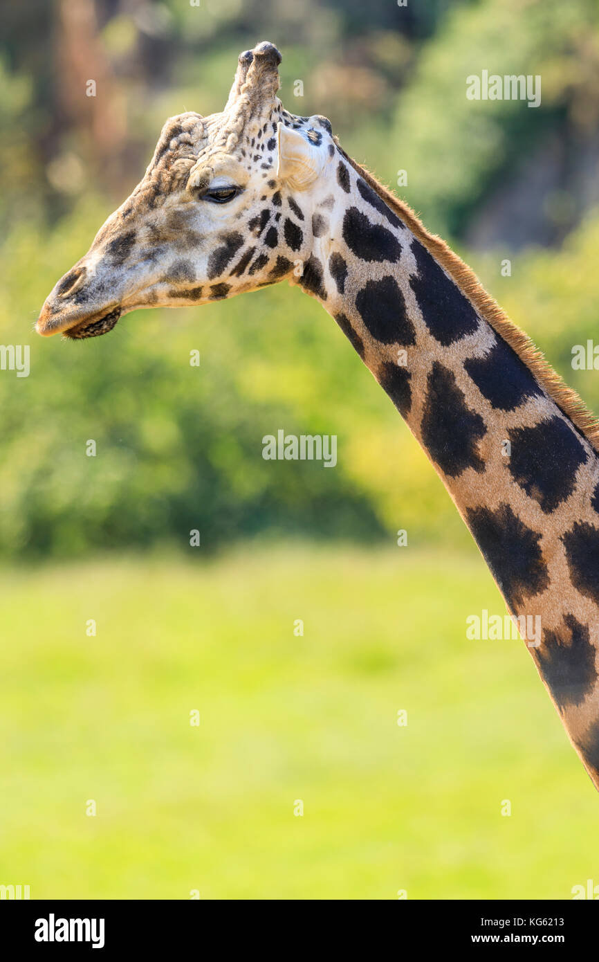 Giraffe, Cabarceno Natural Park, Spain Stock Photo - Alamy