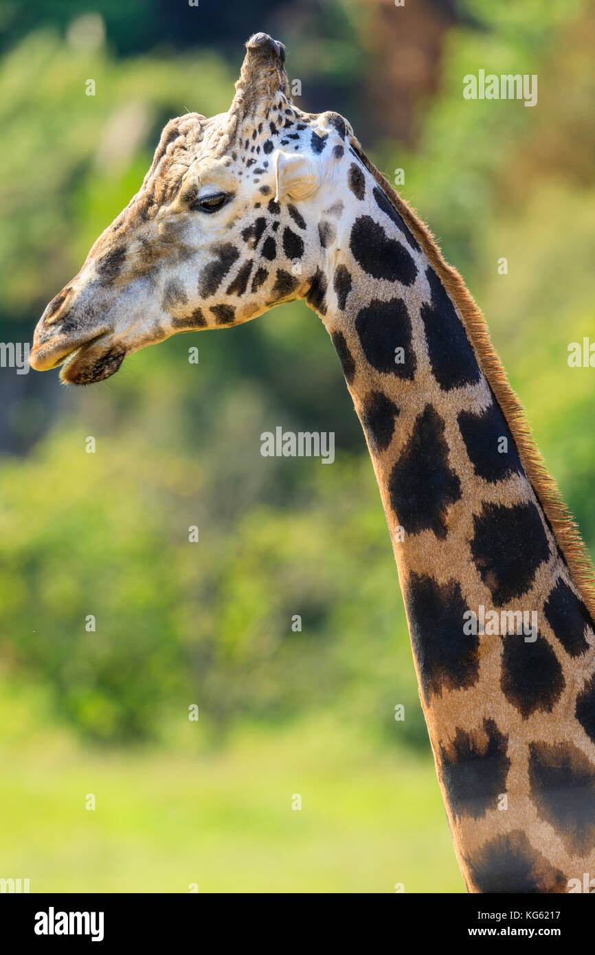Giraffe, Cabarceno Natural Park, Spain Stock Photo - Alamy