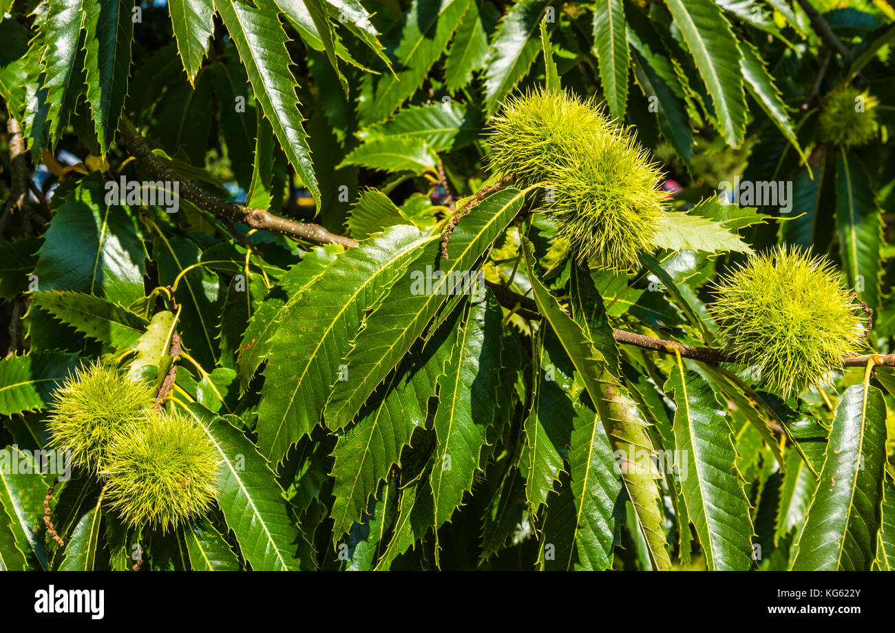 Chestnut tree detail, Greys Court, Oxfordshire, UK Stock Photo - Alamy
