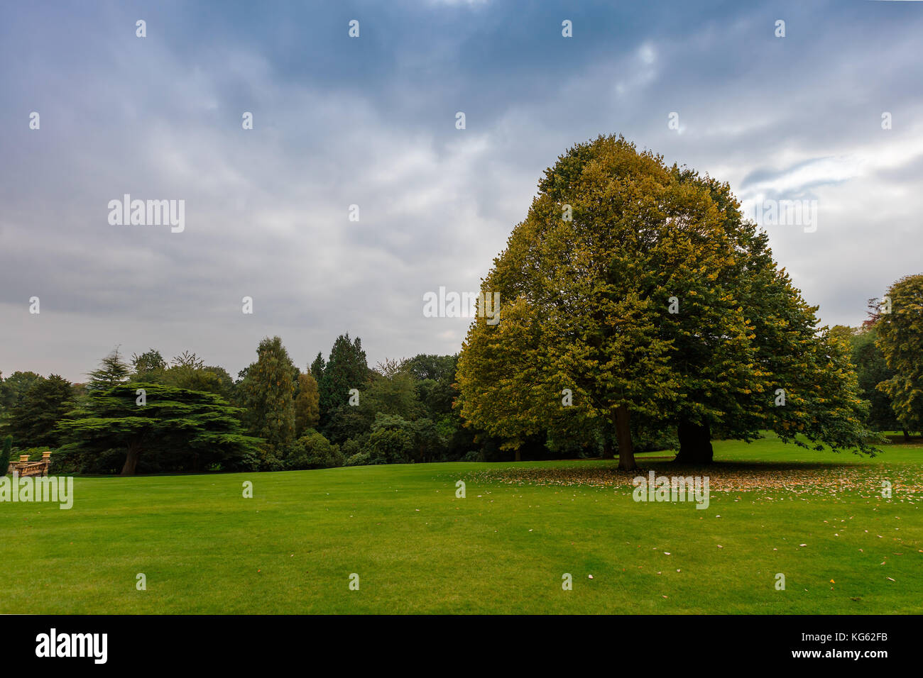Landscaped park with large trees and lawn in early autumn Stock Photo ...