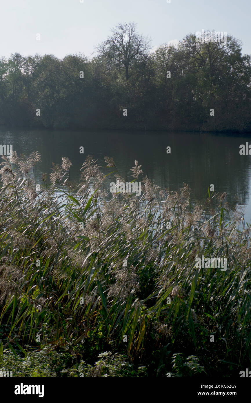 Walthamstow Wetlands nature reserve,London,UK Stock Photo - Alamy