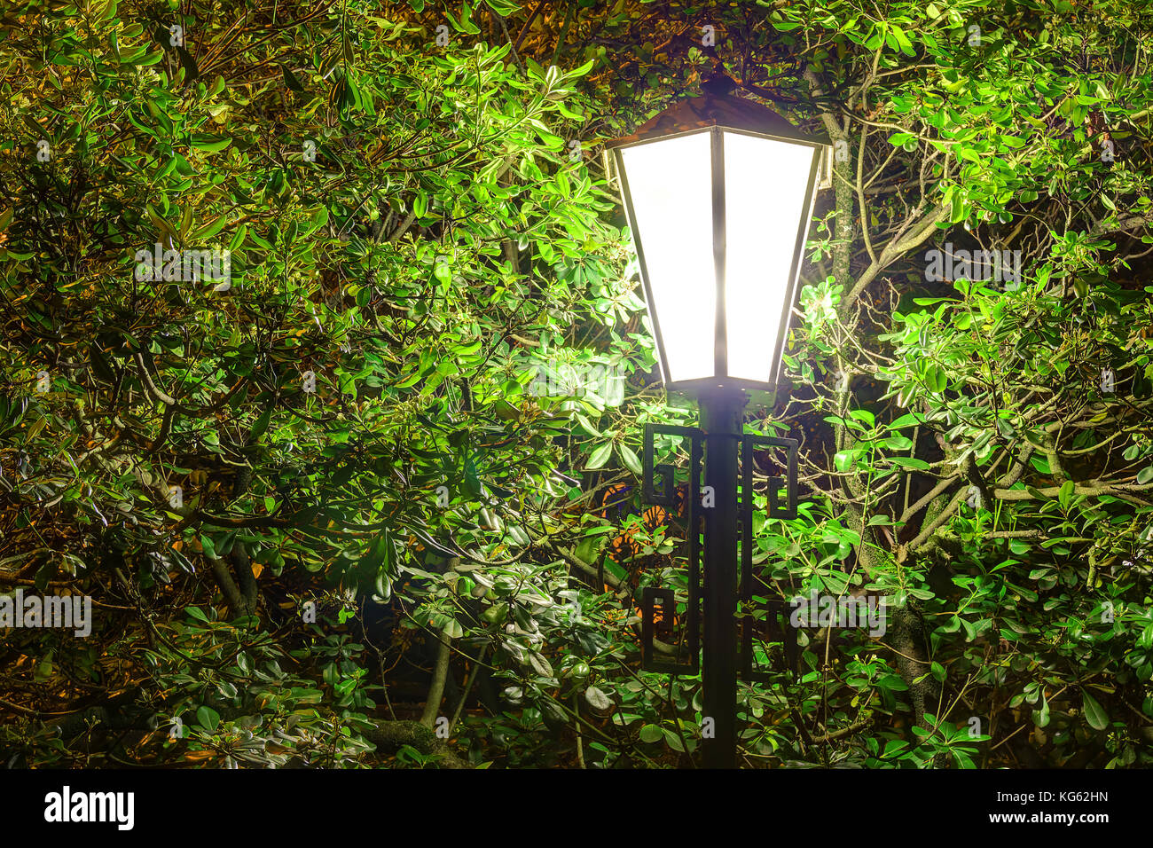 Luminous street light on the background of foliage of the magnolia tree ...