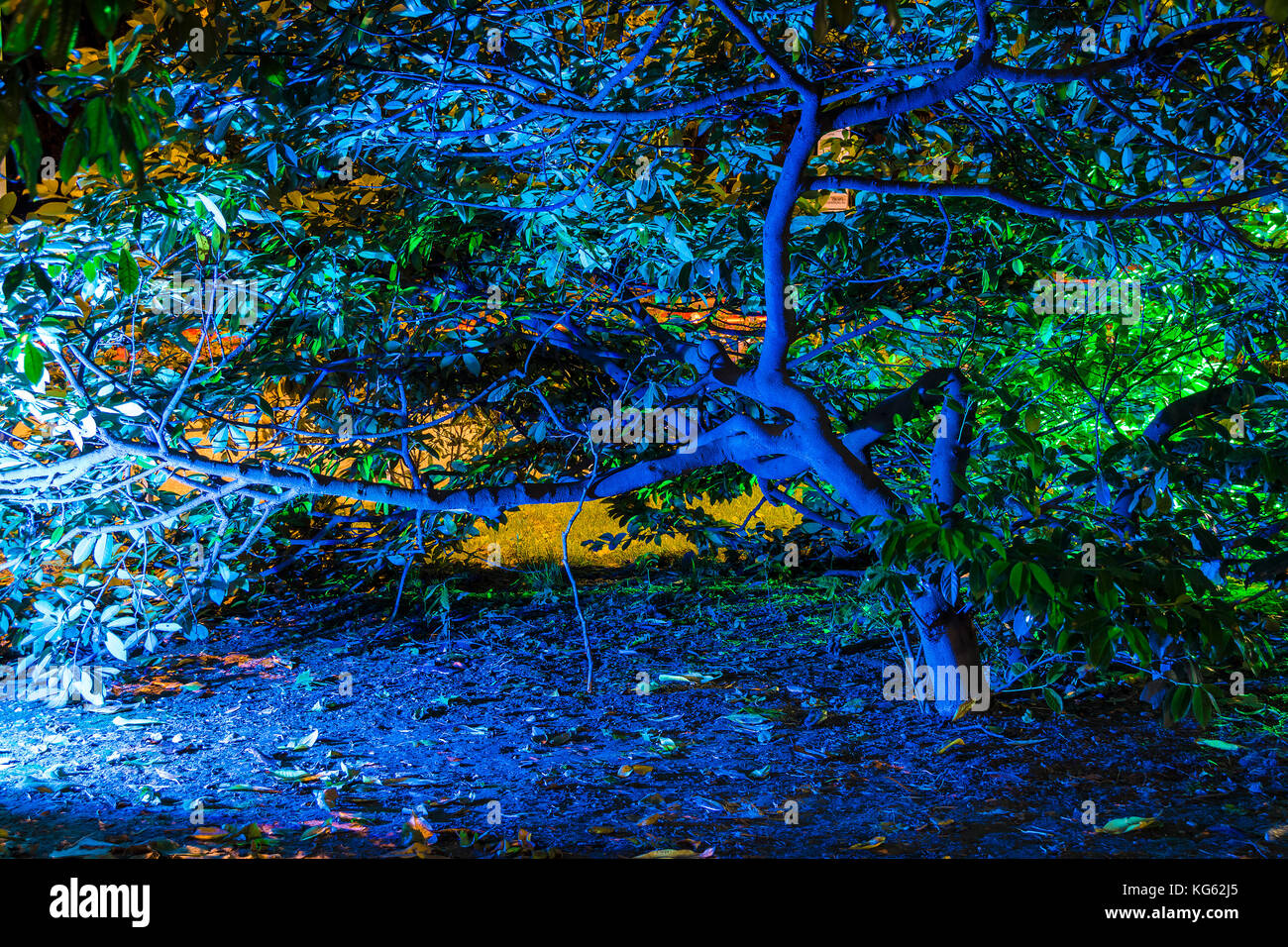 A little magnolia tree with blue illumination in the night park Stock ...