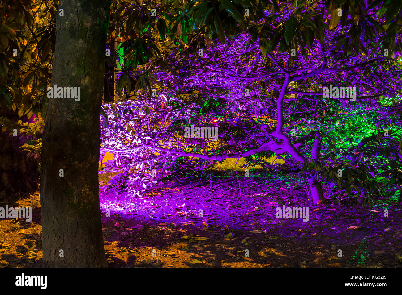 Tree Trunk Magnolia High Resolution Stock Photography and Images - Alamy