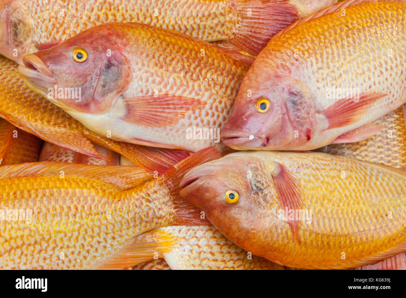 Tilapia zillii hi-res stock photography and images - Alamy