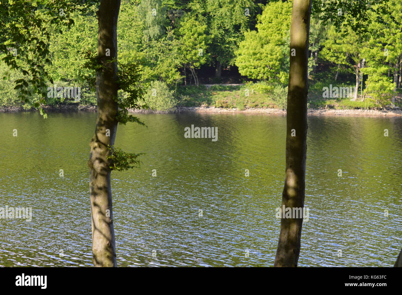 trees surrounding a dam Stock Photo - Alamy