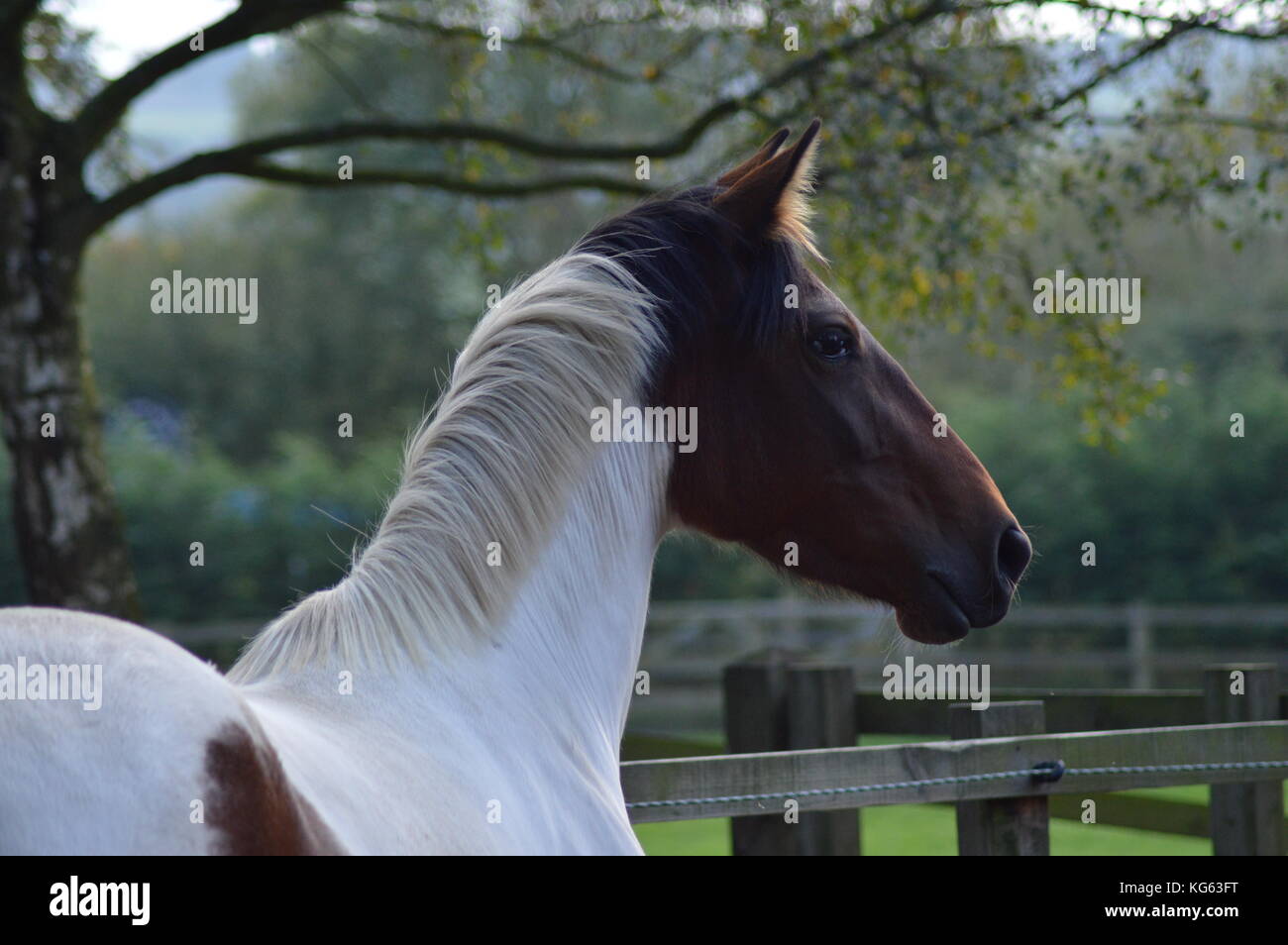Female horse in paddock Stock Photo - Alamy