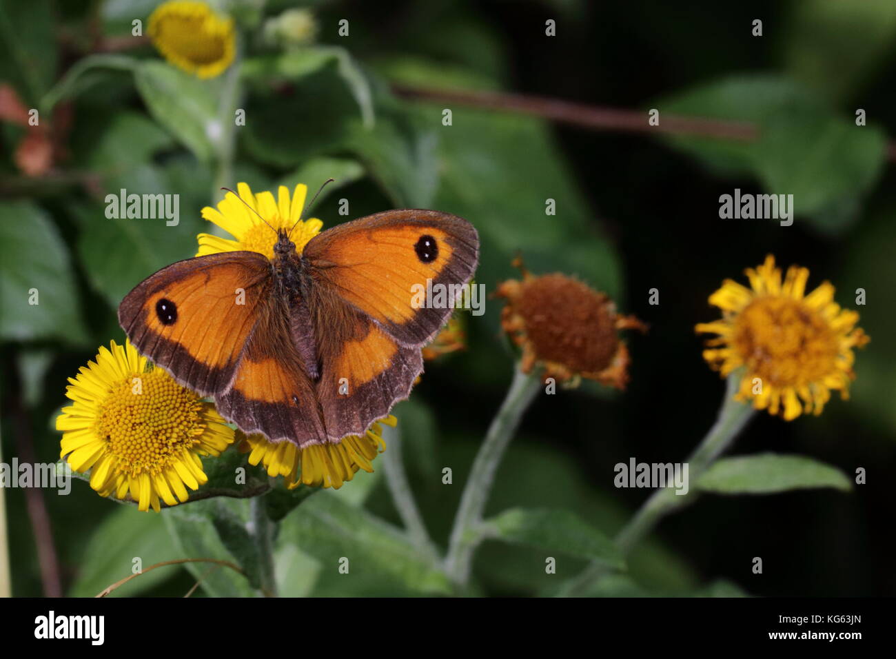 Gatekeeper butterflies hi-res stock photography and images - Alamy