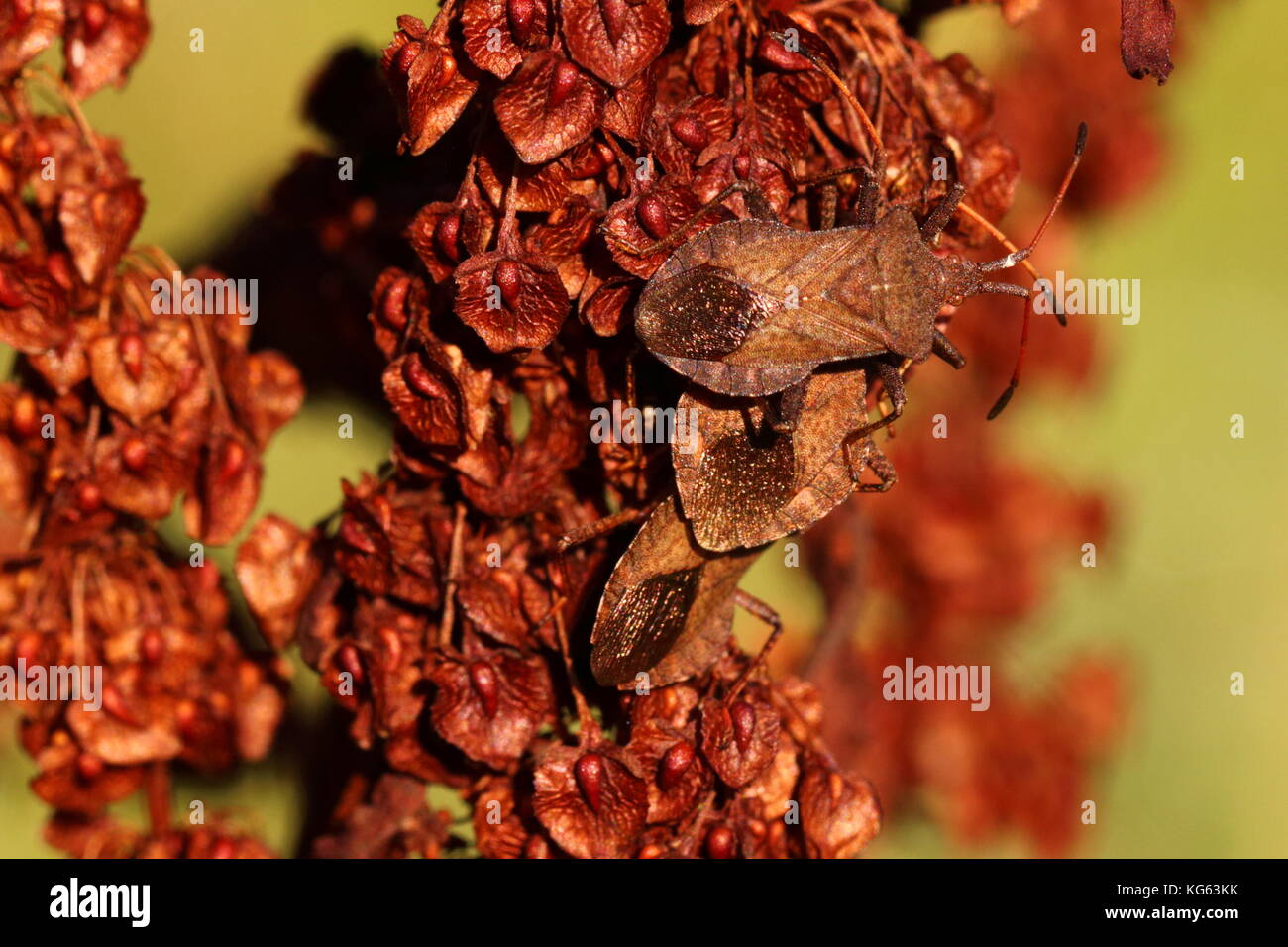 Dock bugs hi-res stock photography and images - Alamy