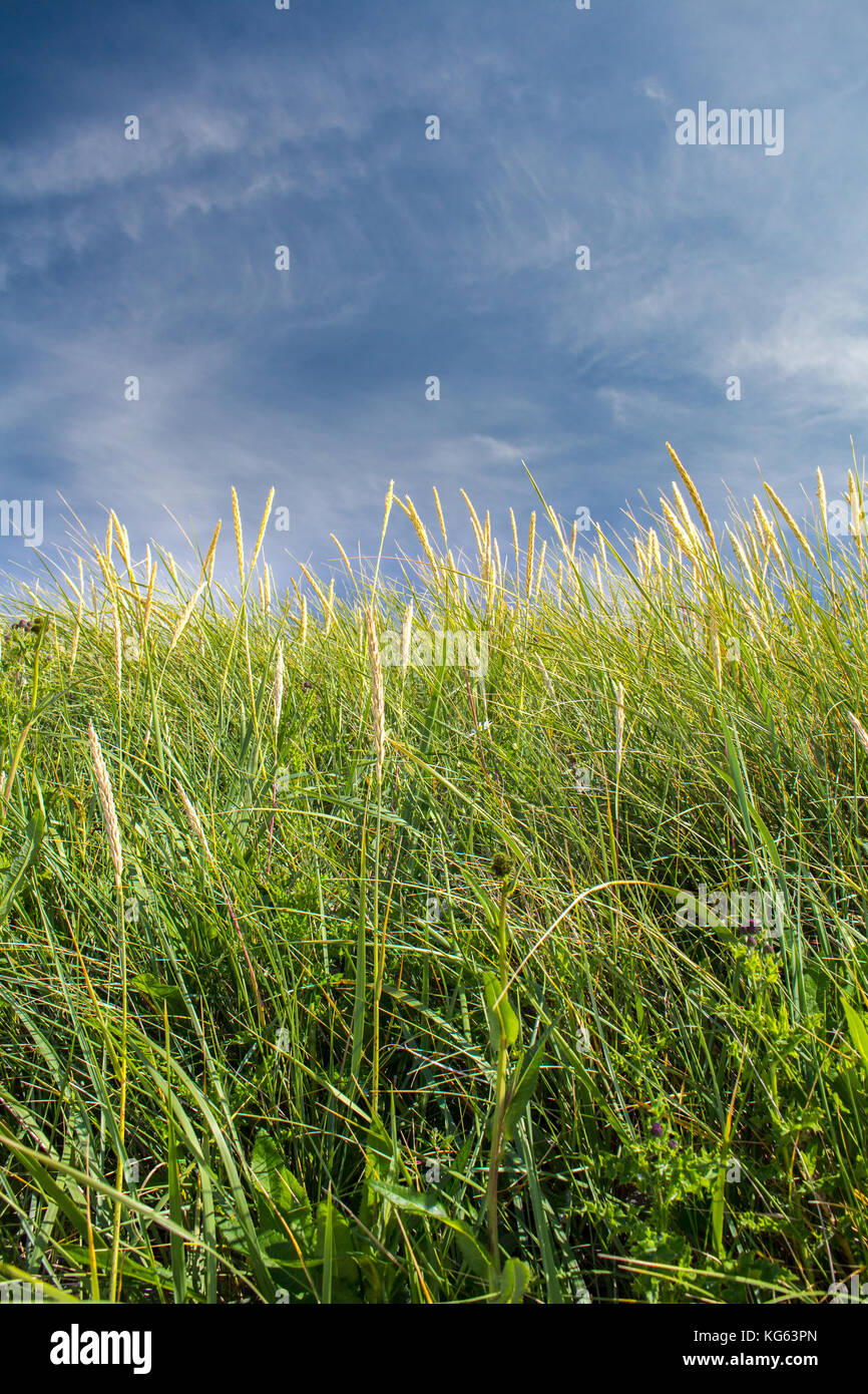 Long Jungle Grass High Resolution Stock Photography and Images - Alamy
