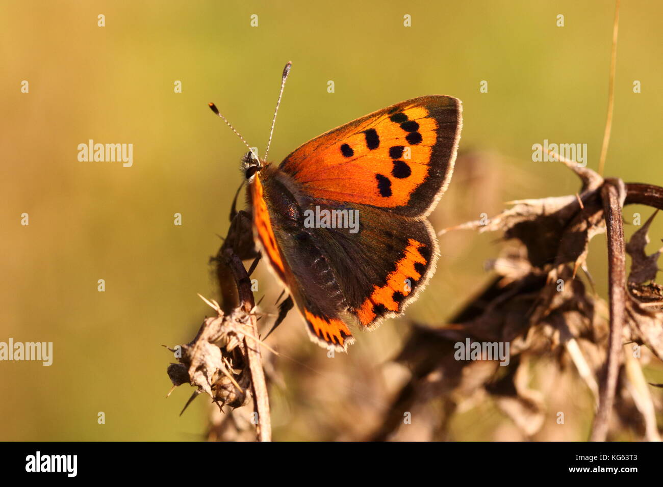 Small Copper butterfly Stock Photo - Alamy