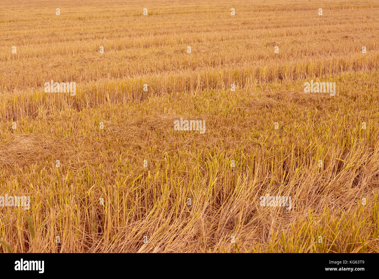 agricultural field to plow, spread of rice for harvesting Stock Photo ...