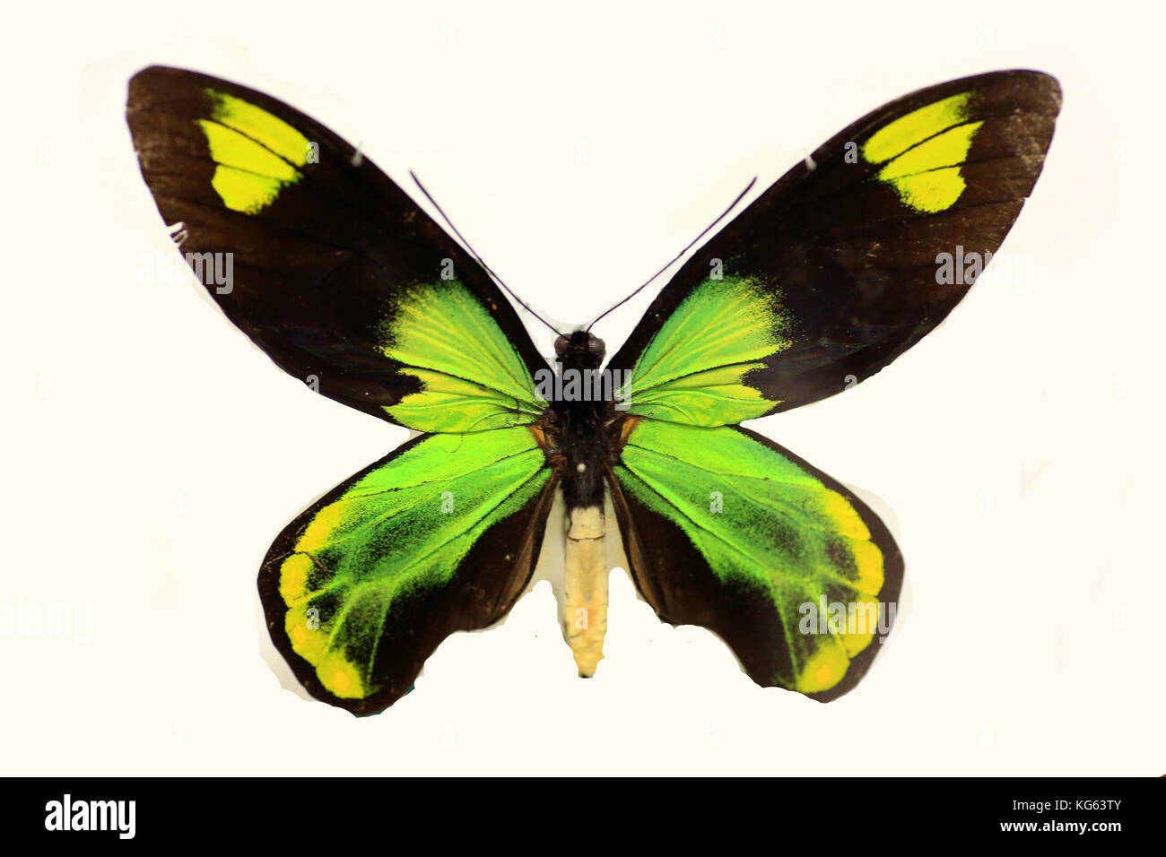 Queen Victoria's birdwing (Ornithoptera victoriae) isolated Stock Photo ...