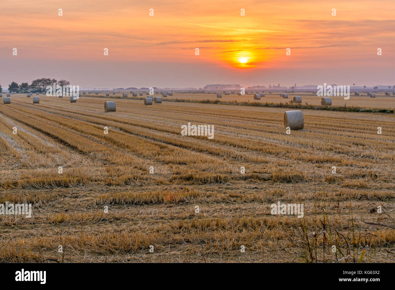 stretching of hay bales in cylinder form, in a cereal field, during a ...