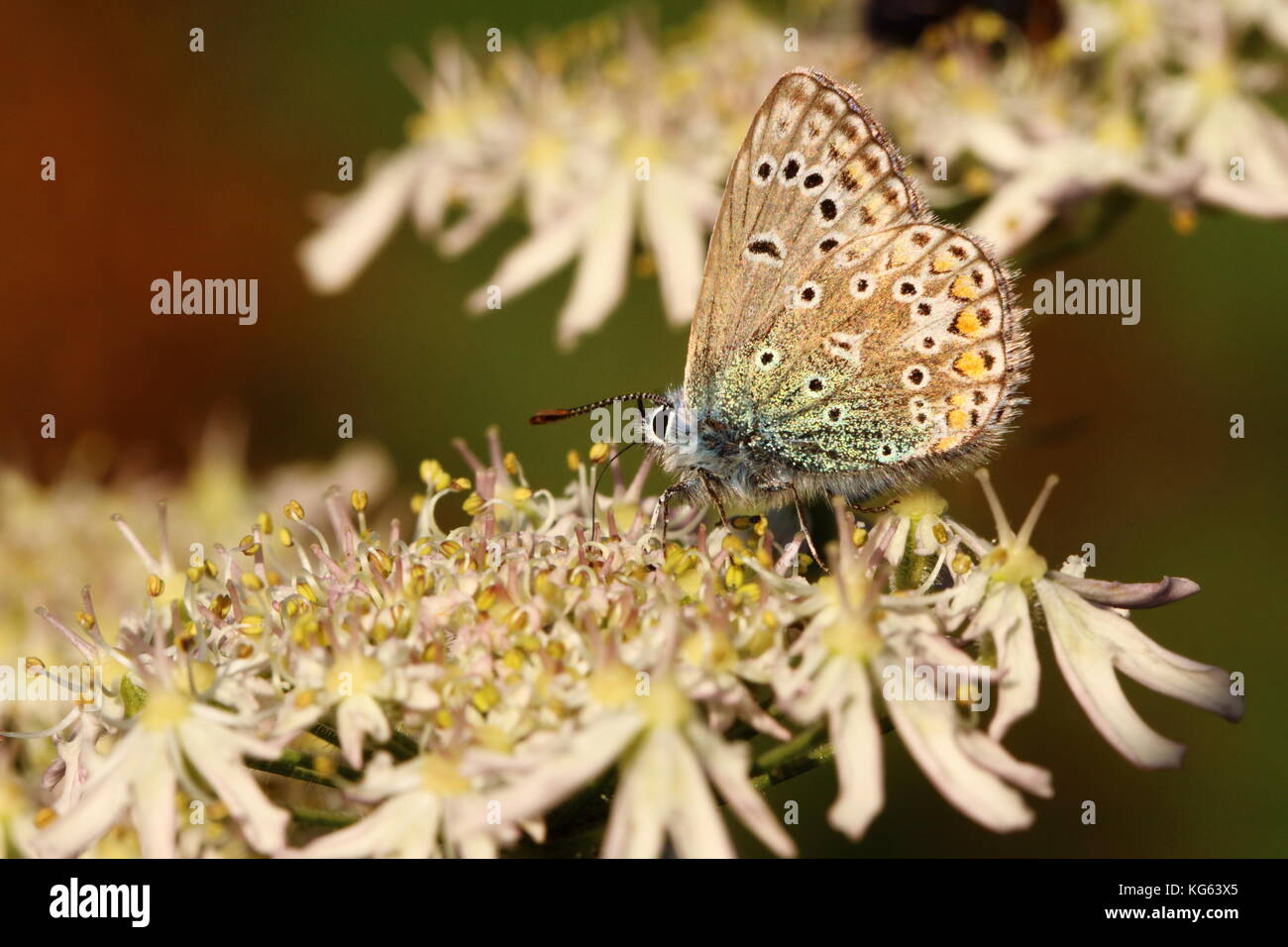 Third insect hi-res stock photography and images - Alamy