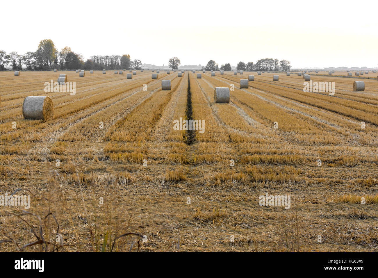 stretching of hay bales in cylinder form, in a cereal field, during a ...
