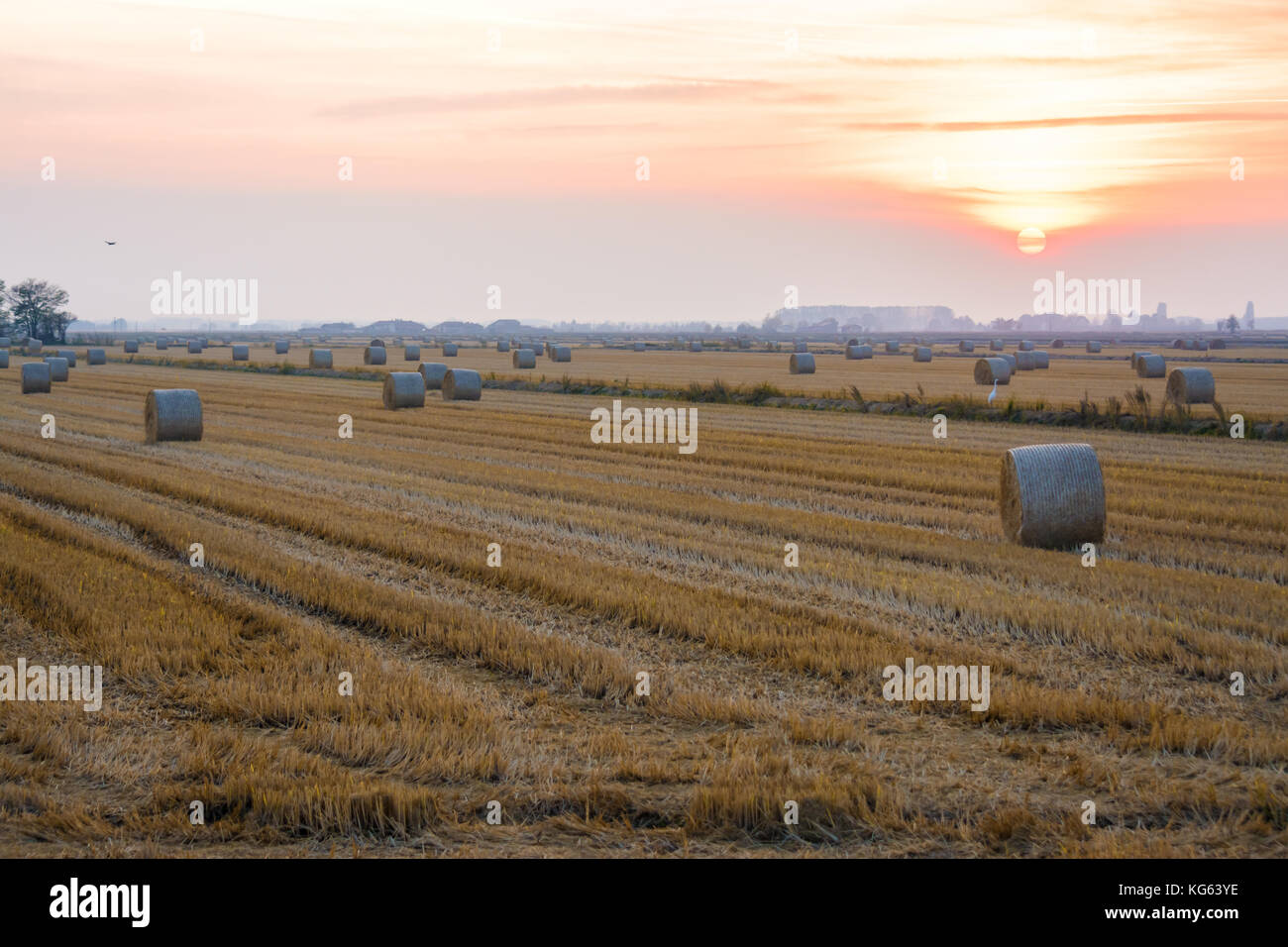 stretching of hay bales in cylinder form, in a cereal field, during a ...