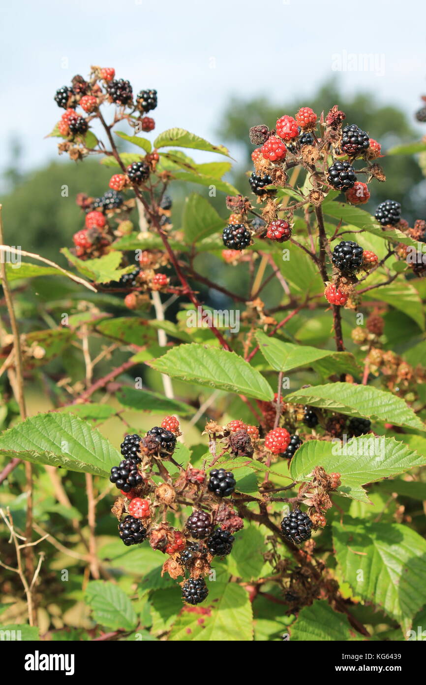 blackberry blackberries growing wild on bramble bush background copy ...