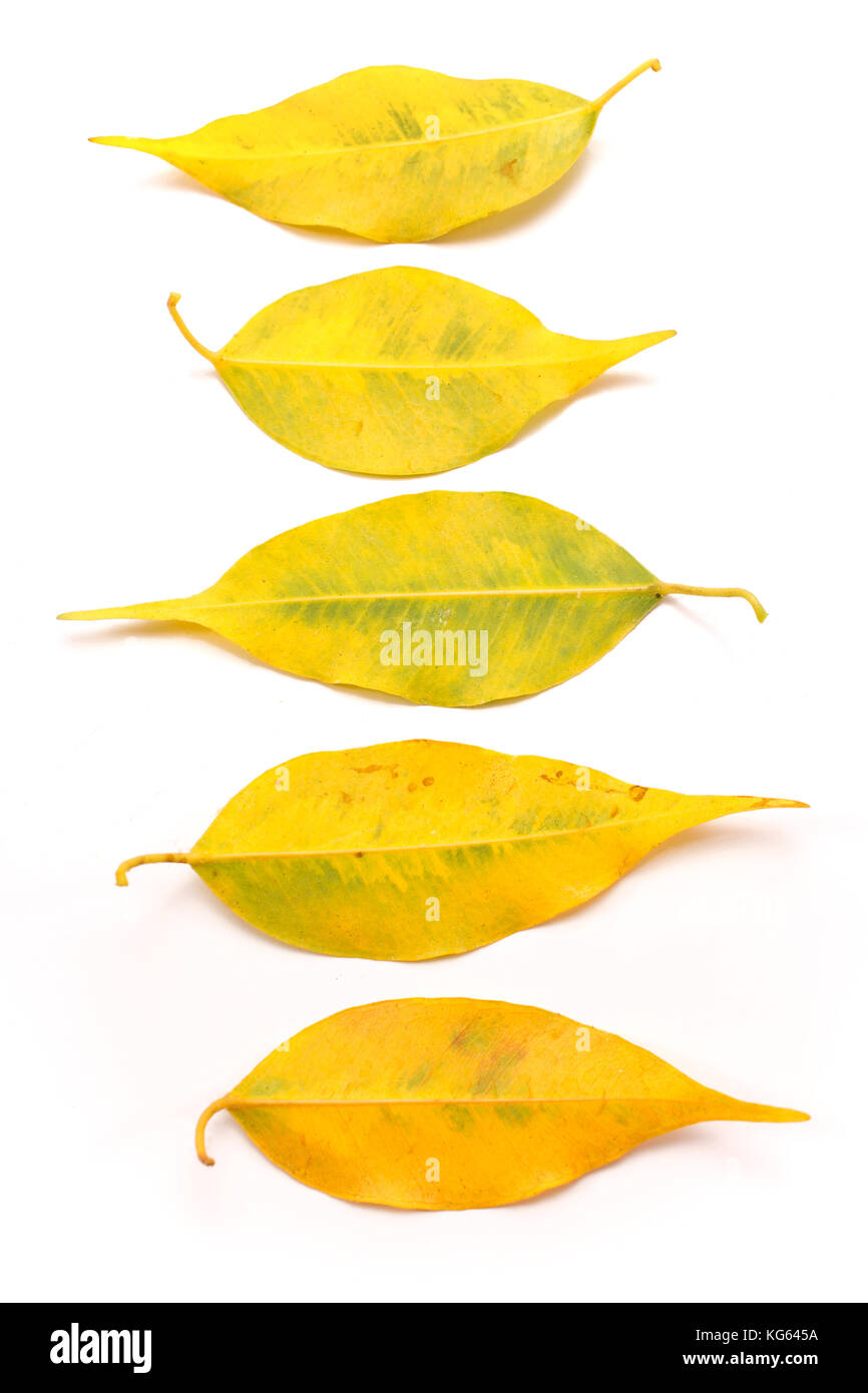 Yellow autumn leaves isolated on white Stock Photo - Alamy