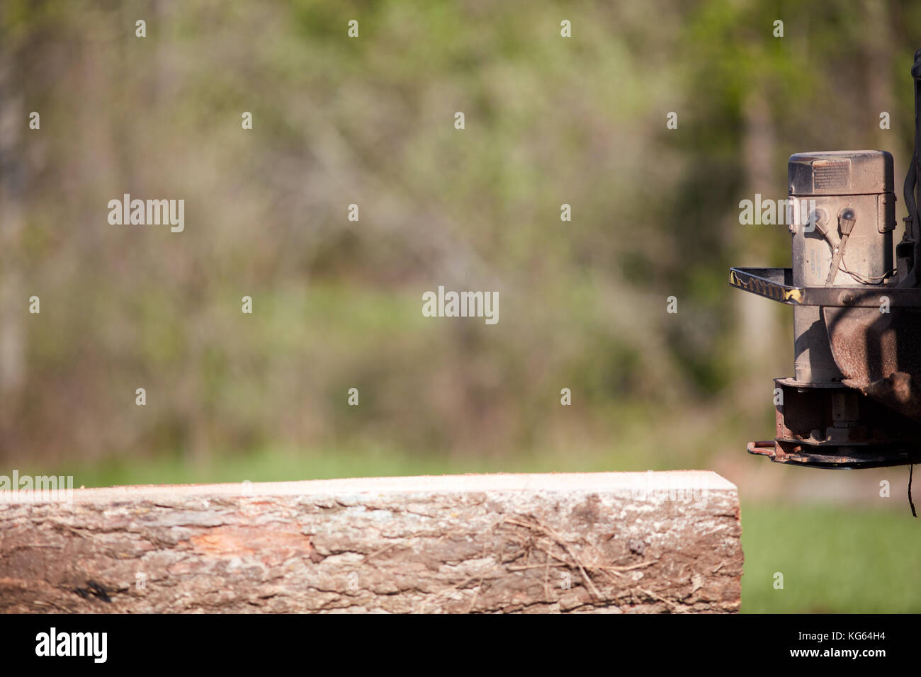 Cutting raw timber for lumber with a close up view on a tree trunk with ...