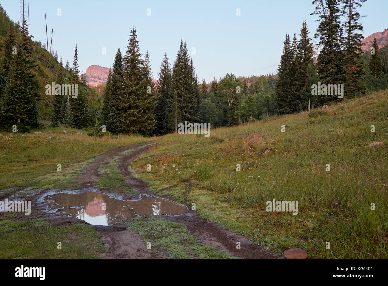 Muddy trail with puddles of water through grassy slopes in evergreen ...