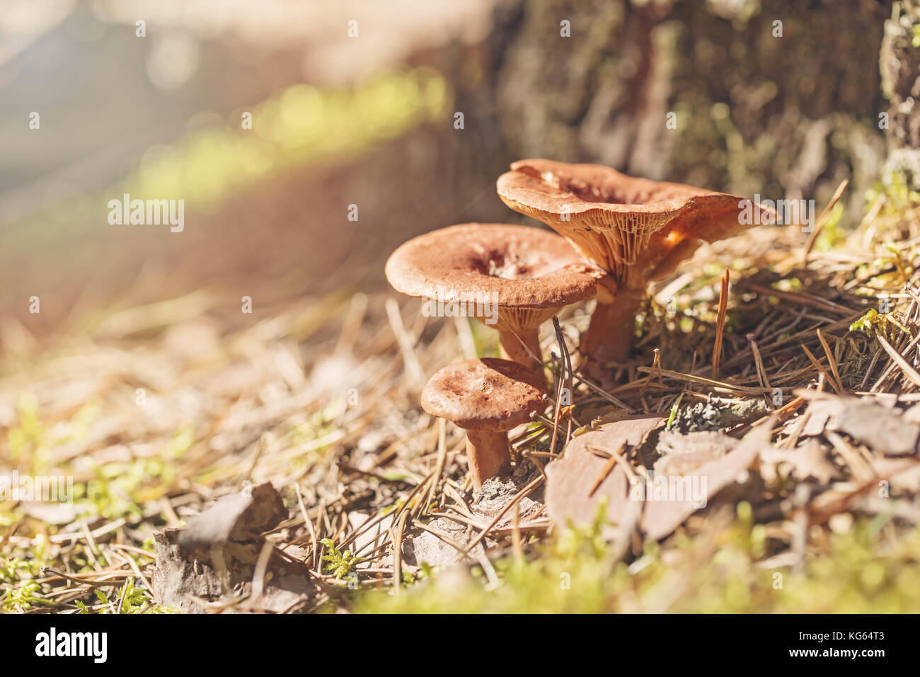 The mushrooms in needles lit with the sun. Mushrooms at a tree trunk in ...