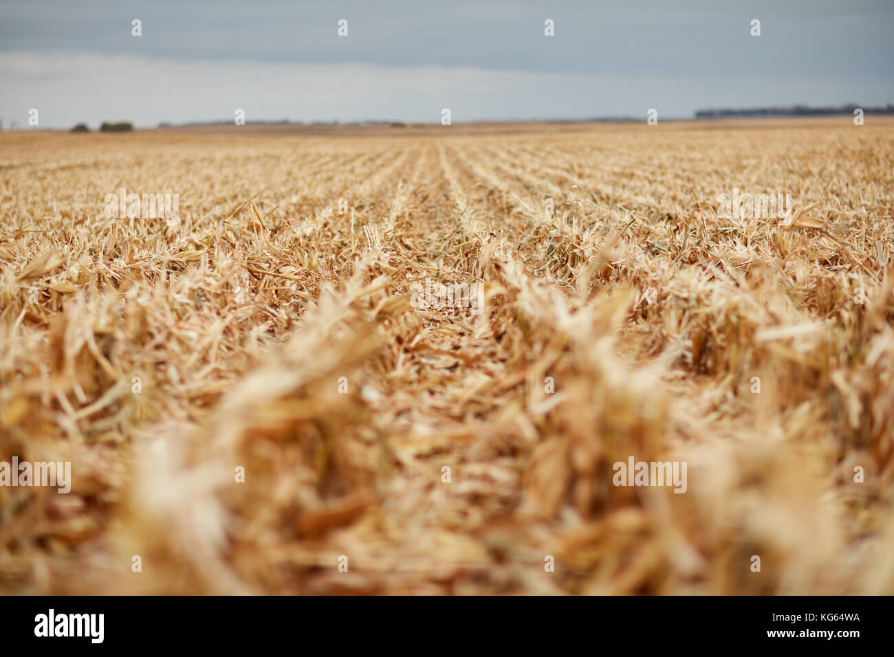 Receding rows of maize stubble in an expansive farm field during ...