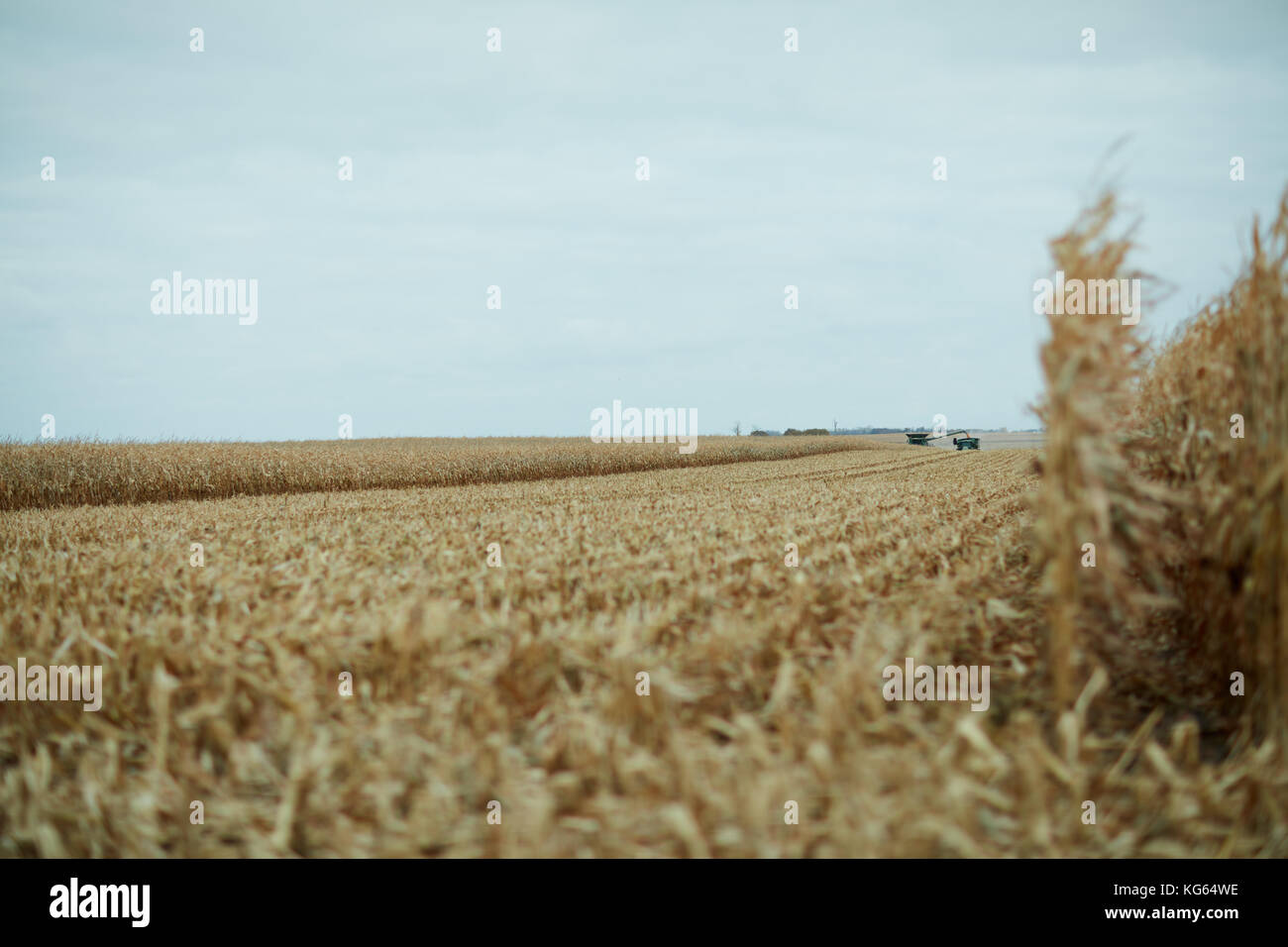Maize being harvested on a cloudy rainy day with a view over a partly ...