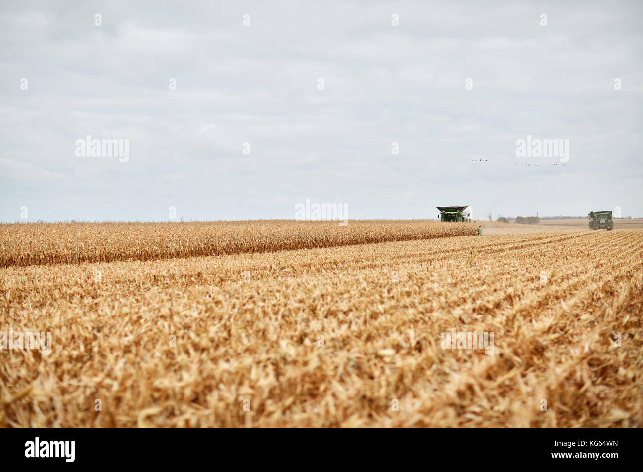 Two combine harvesters harvesting maize in a vast farm field under a ...