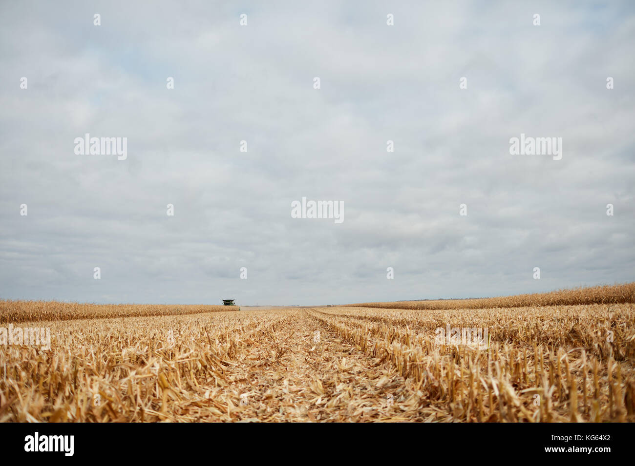 Low angle view between rows of cut corn stubble in a farm field during ...