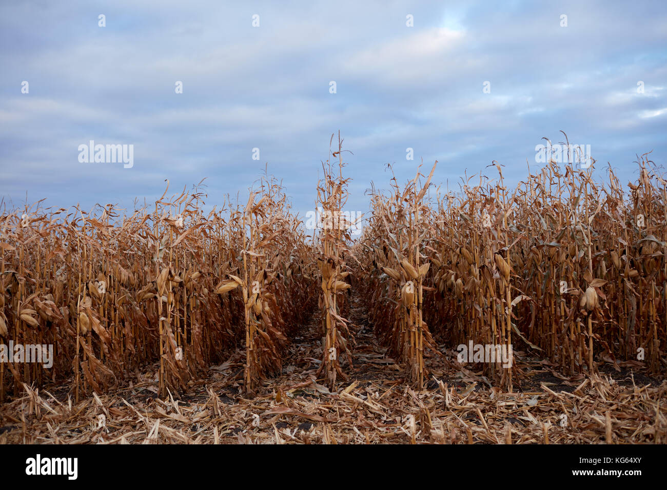 Receding rows of dry maize plants ready to harvest with freshly cut ...