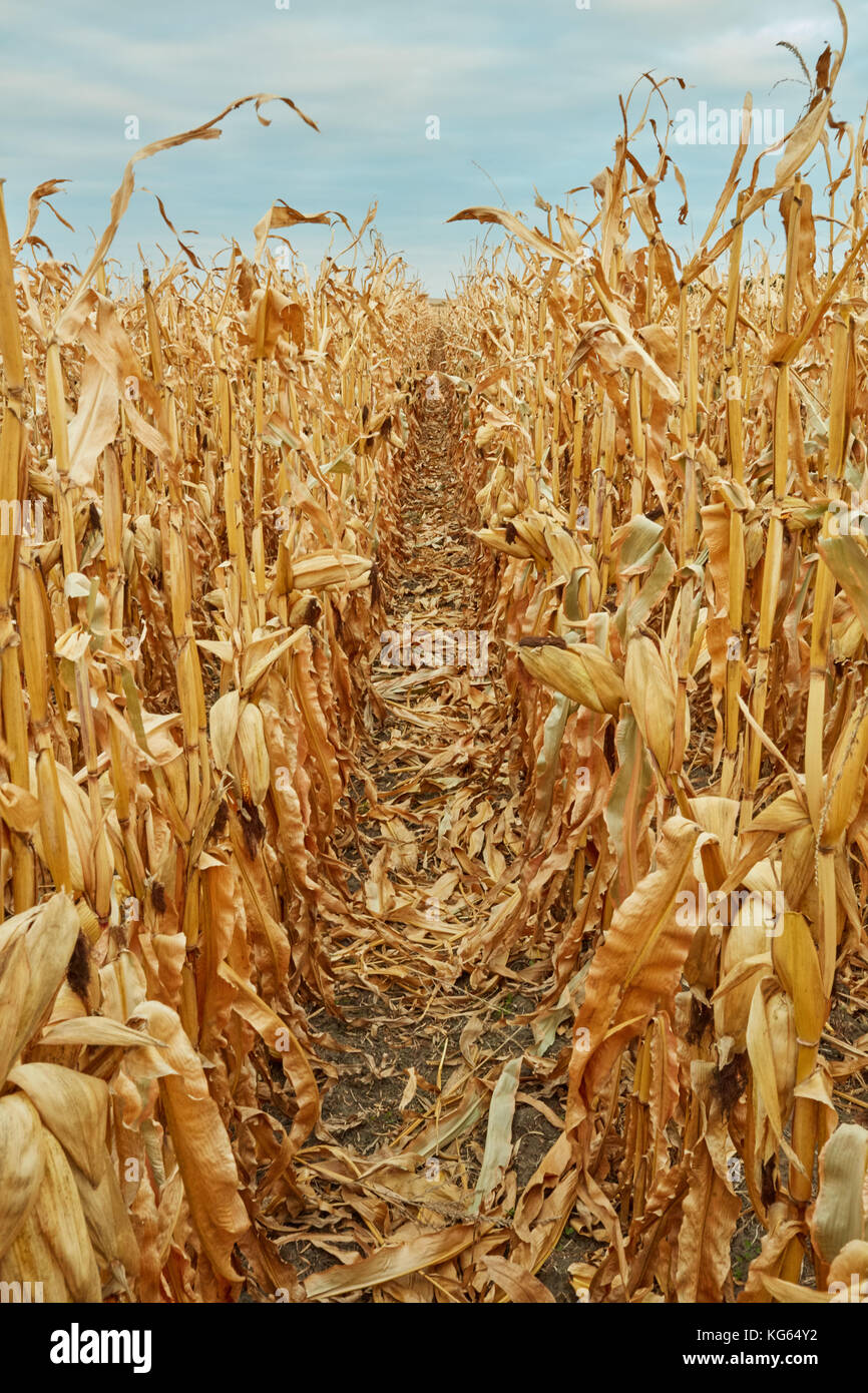 Lines of dry maize plants with corncobs reading for harvesting during ...