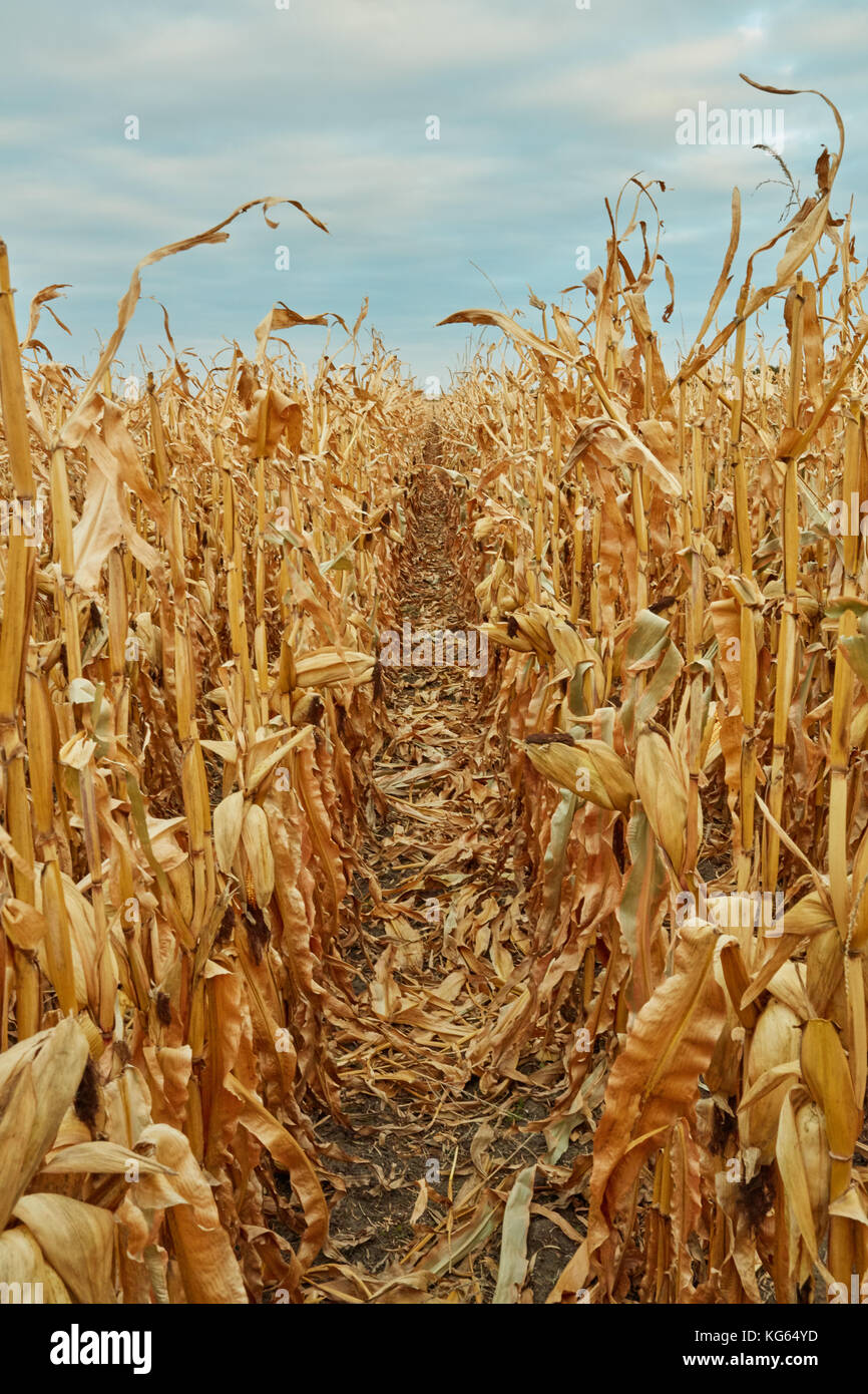 Rows of dried corn plants, Zea mays, in an agricultural field ready for ...