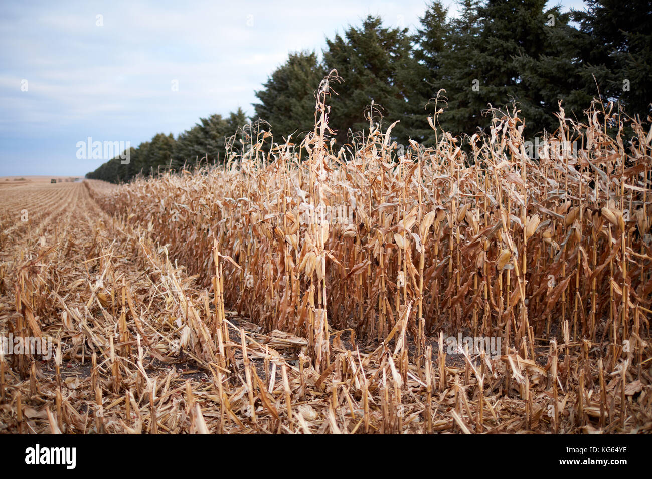 Long rows of dry maize plants during harvesting alongside cut stubble ...