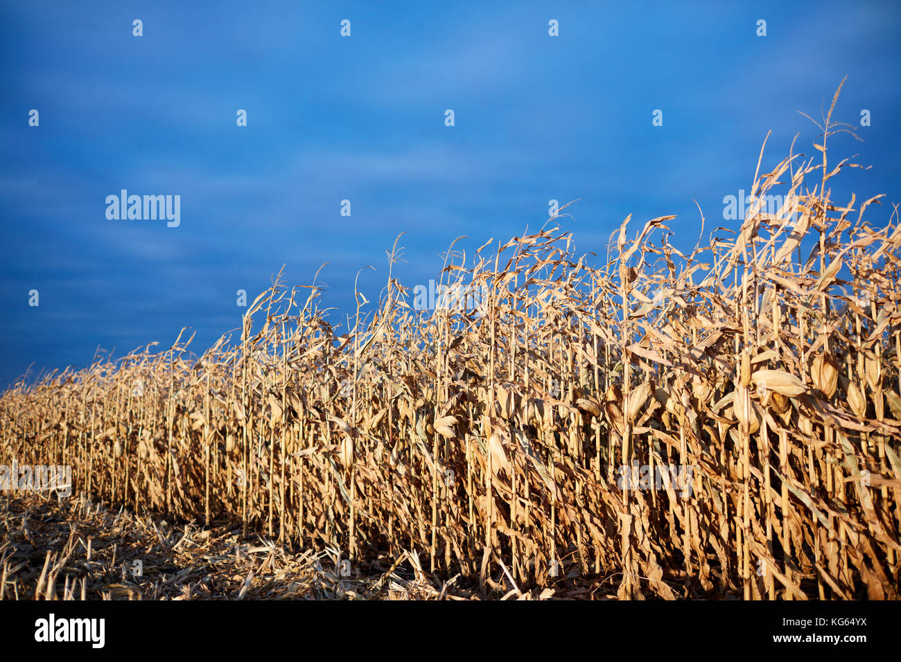Partly harvested rows of dried maize plants in a farm field in a ...