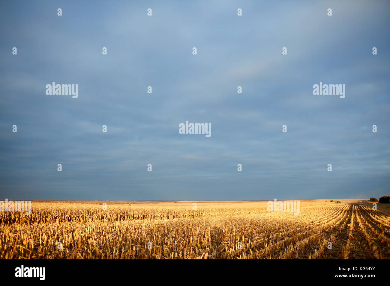 Rich golden light on a corn field during harvesting with receding rows ...