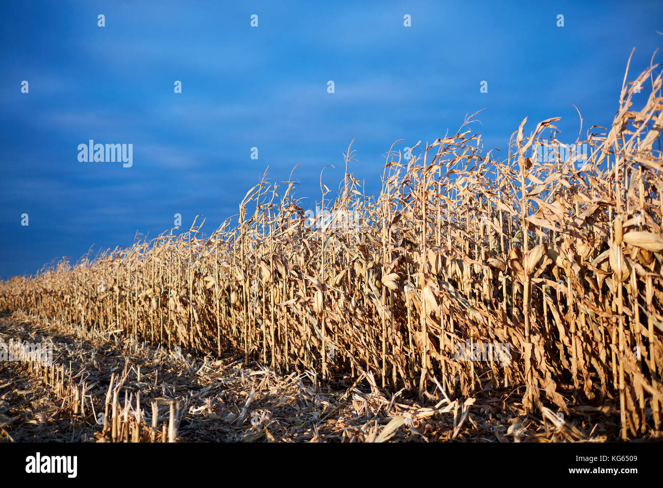Partly harvested corn field at dusk with stubble in front of a diagonal ...