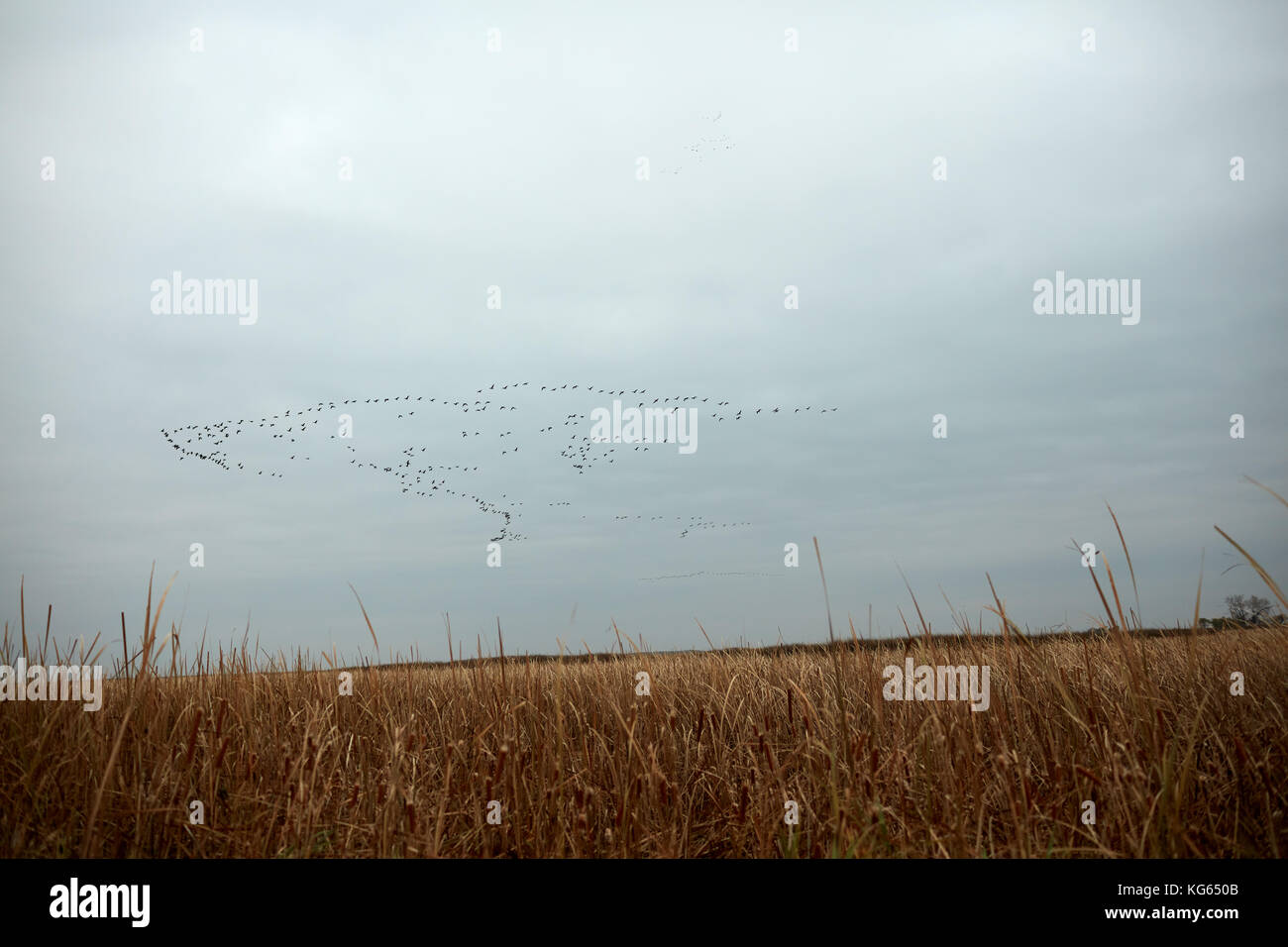 Migrating birds flying in formation over a farm field in autumn under a ...