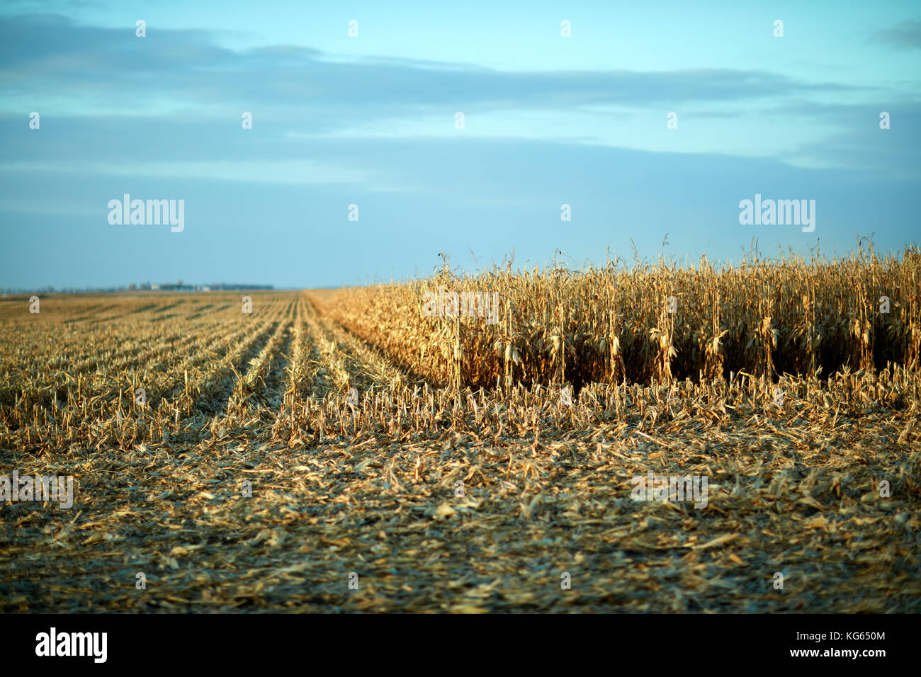 Partly harvested corn field in evening light with rows of uncut plants ...
