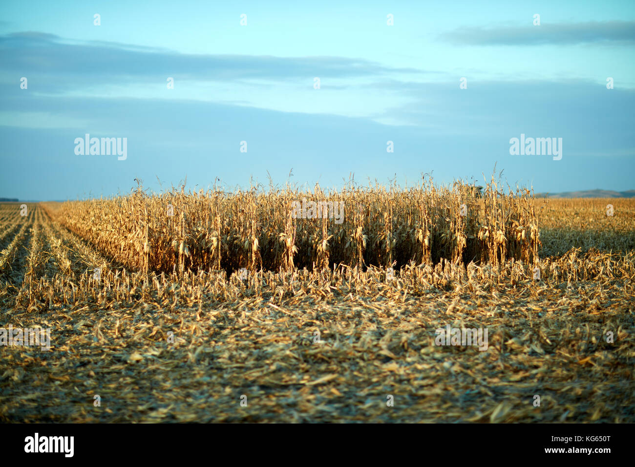 Stand of uncut maize in the centre of a harvested field surrounded by ...