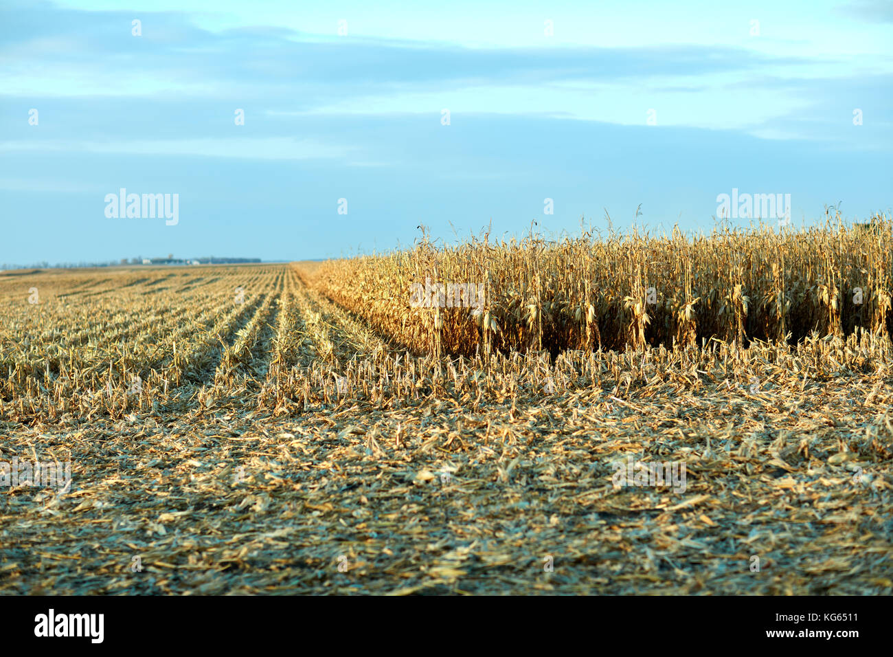 Corn field maize plants ready for harvest hi-res stock photography and ...