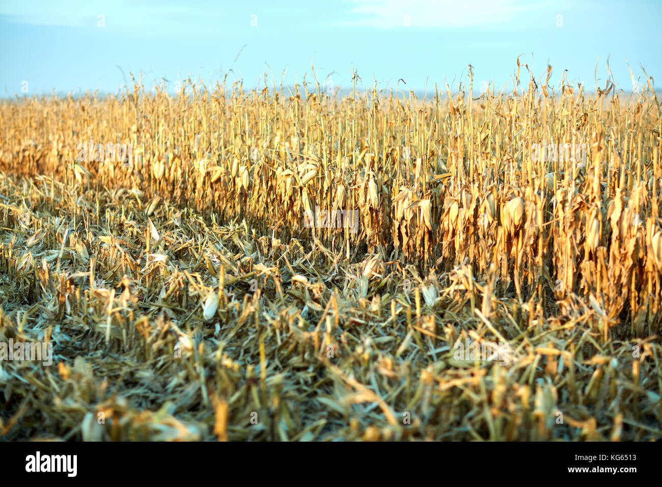 Partially harvested corn field in autumn with rows of freshly cut ...