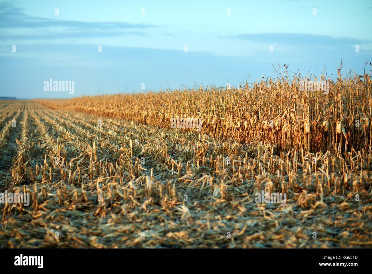 Partially harvested field of maize at sunset with foreground stubble ...